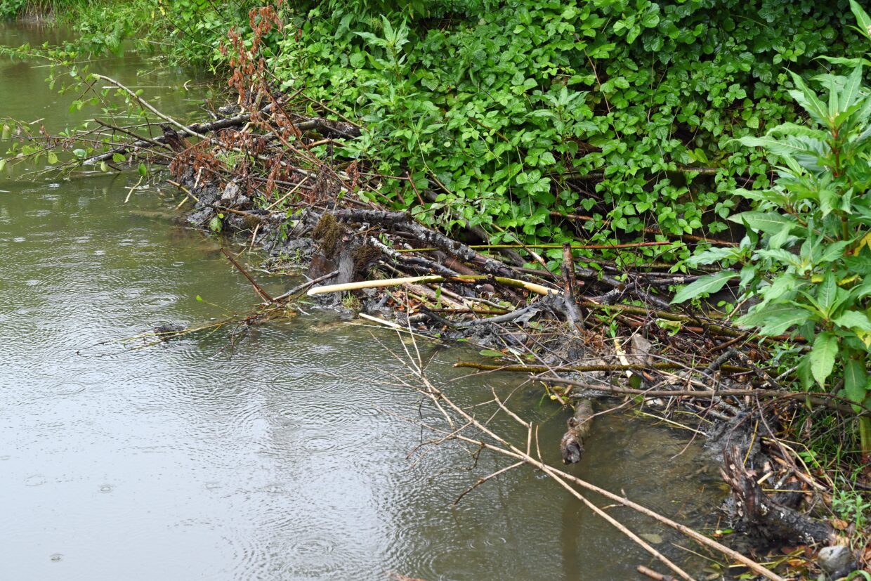 Der Biber zurück am Bodensee: Urbayer, Landschaftsbauer – und manchmal ...